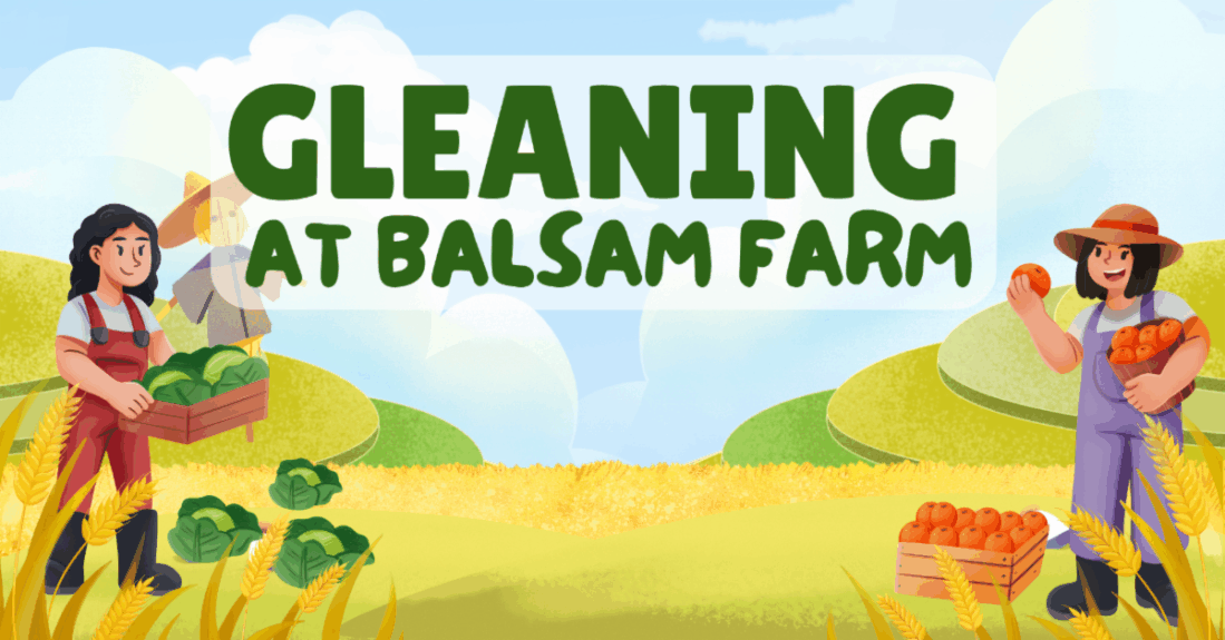 Gleaning at Balsam Farm | Jewish Center of the Hamptons